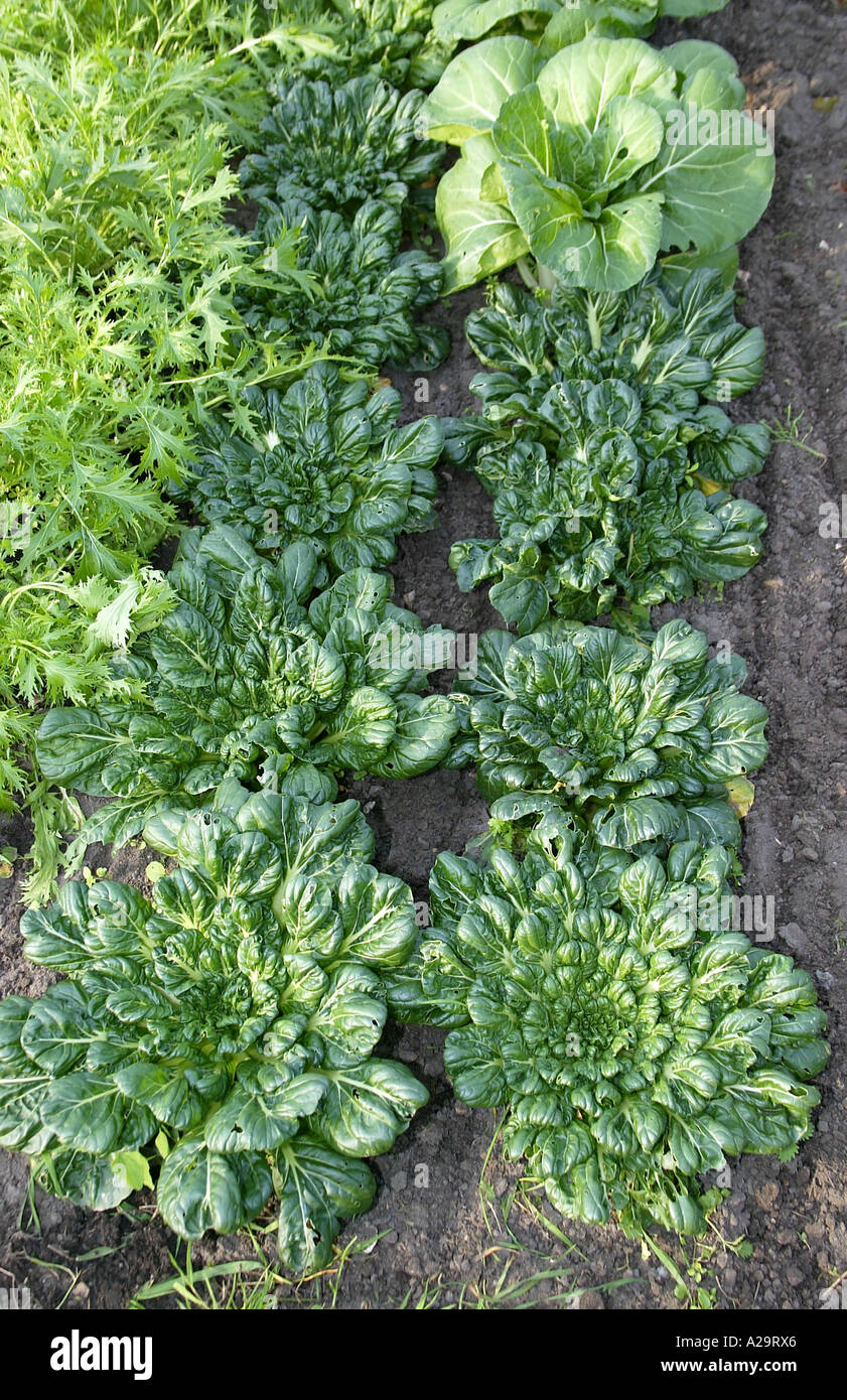 Chinese Flat Cabbage Plants Stock Photo - Alamy