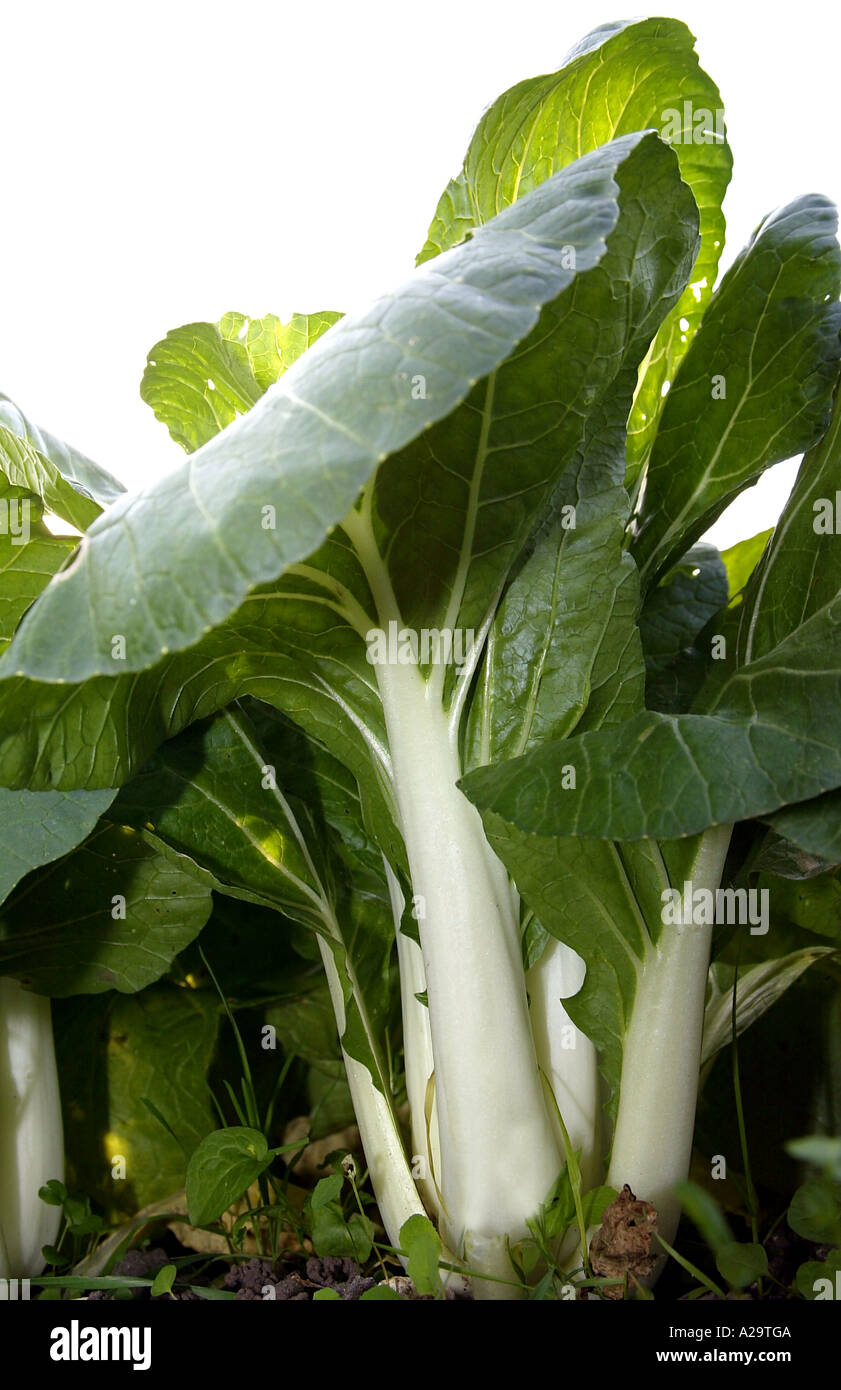 Pak choi growing hi-res stock photography and images - Alamy