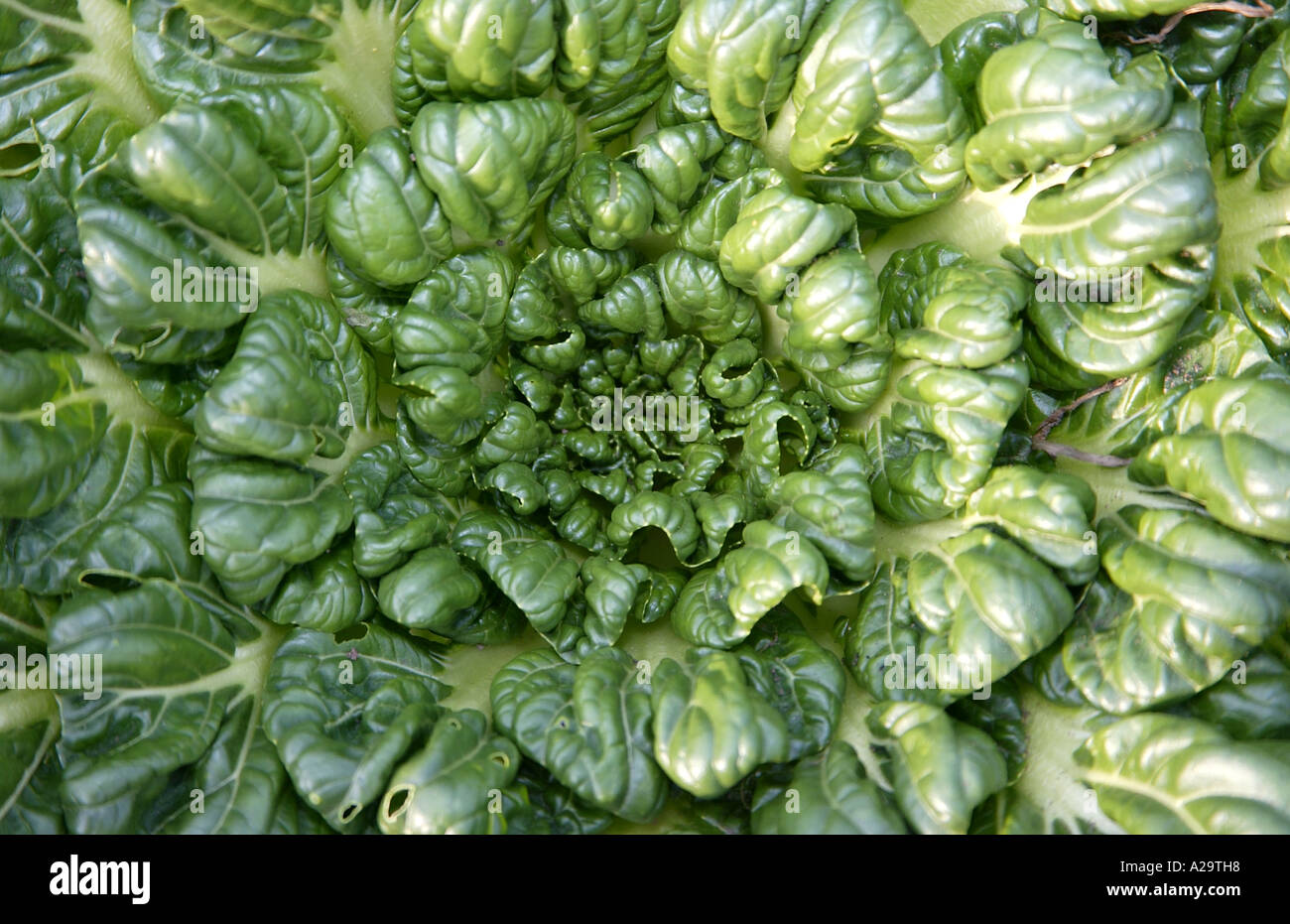 Chinese Flat Cabbage Stock Photo - Alamy