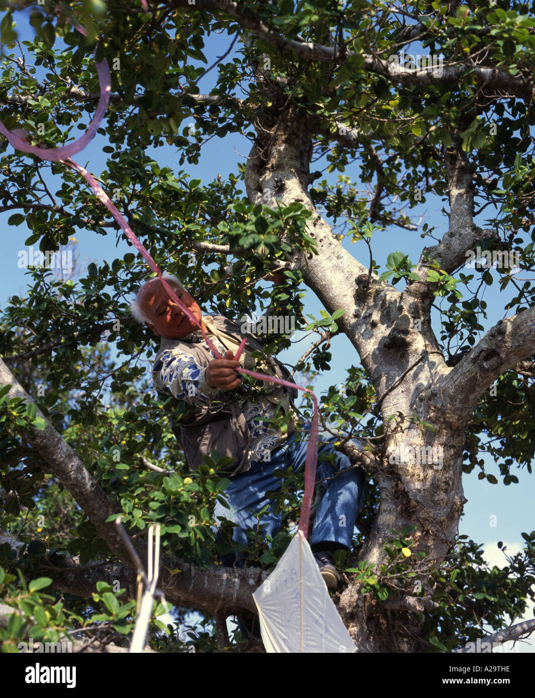 60 year old Okinawan man scrambles up tree to retrieve kite Stock Photo ...