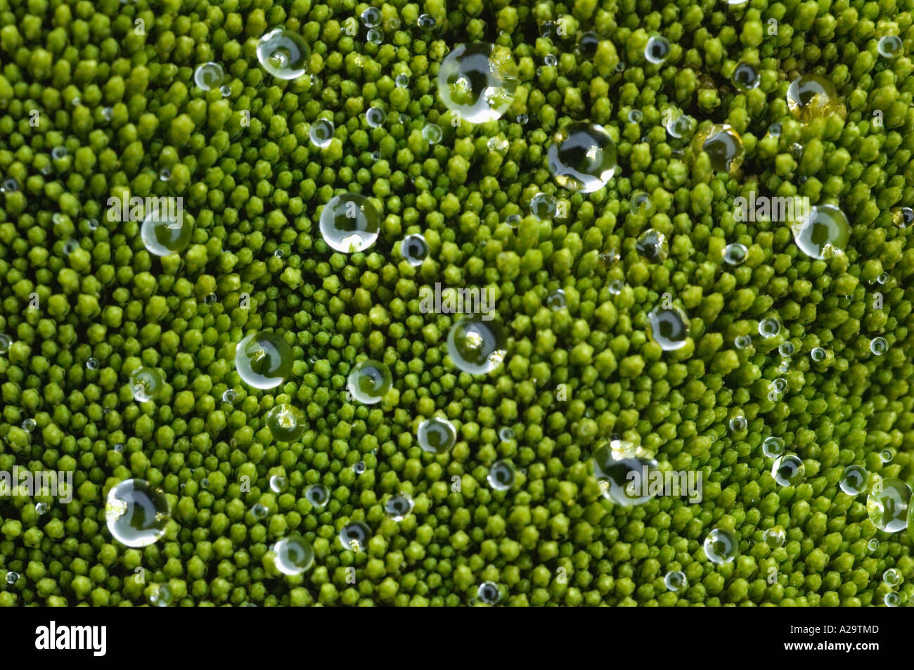 Moss mossy green rain water dew drops hi-res stock photography and ...