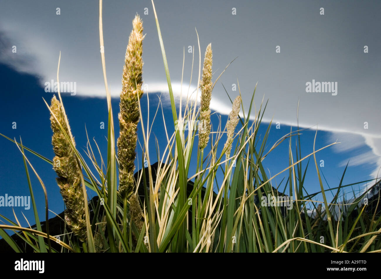 Poa flabellata tussock grass hi-res stock photography and images - Alamy