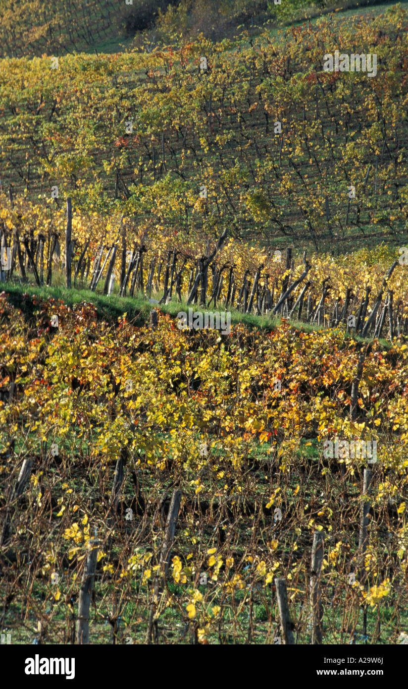 vineyard in autum Stock Photo - Alamy