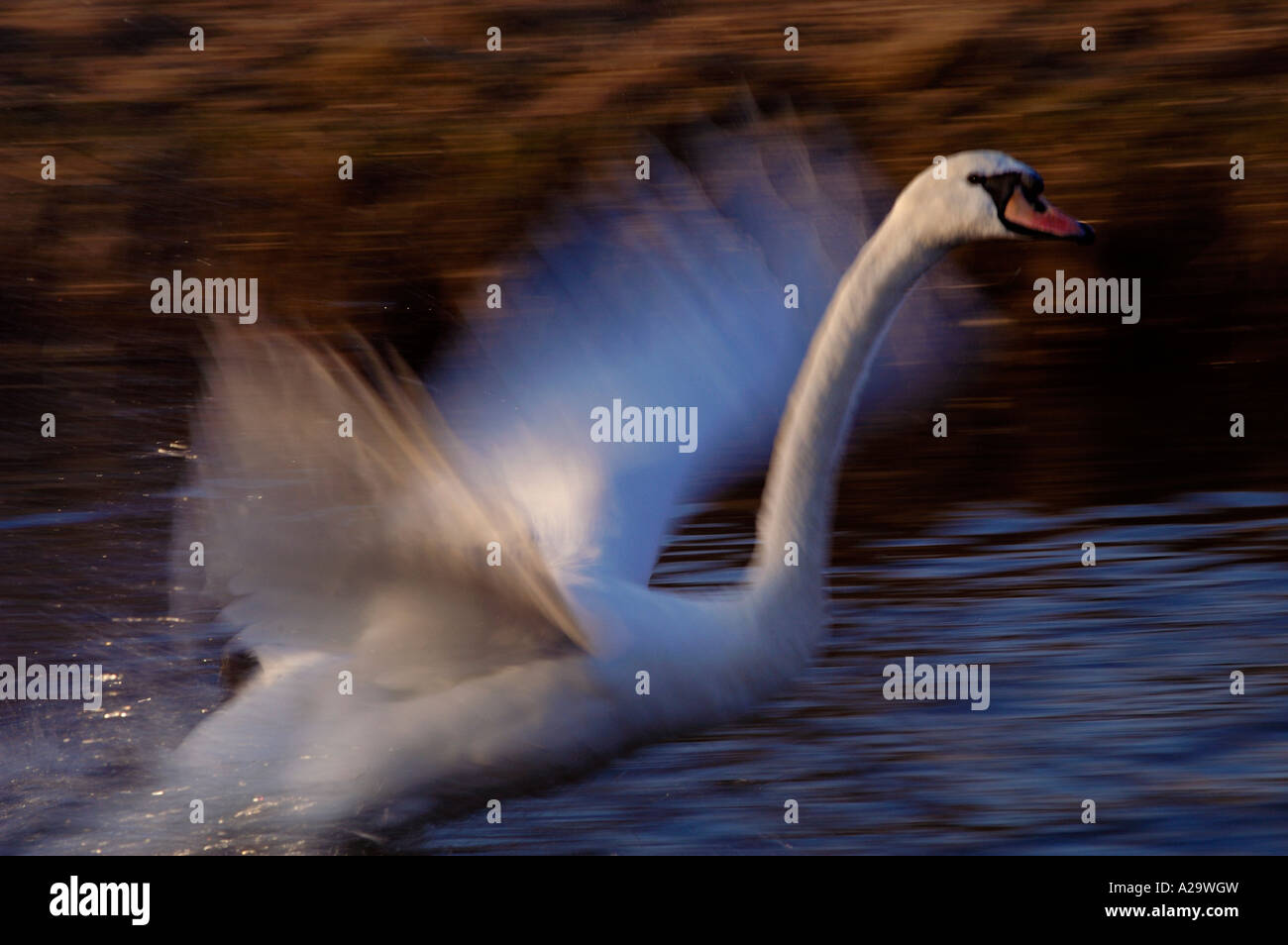 swan flying over water, dynamic Stock Photo - Alamy