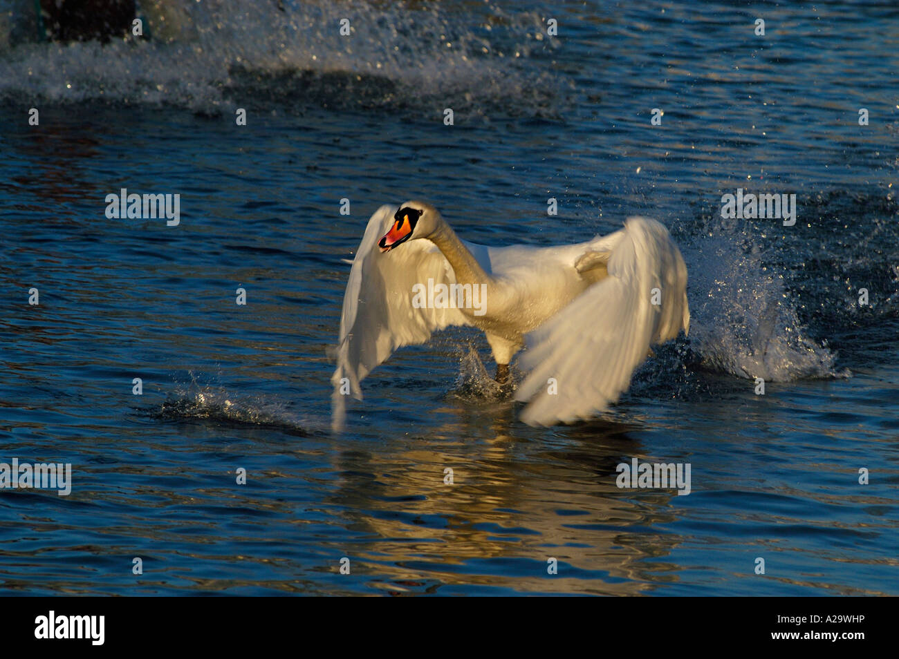 swan flying over water, dynamic Stock Photo - Alamy