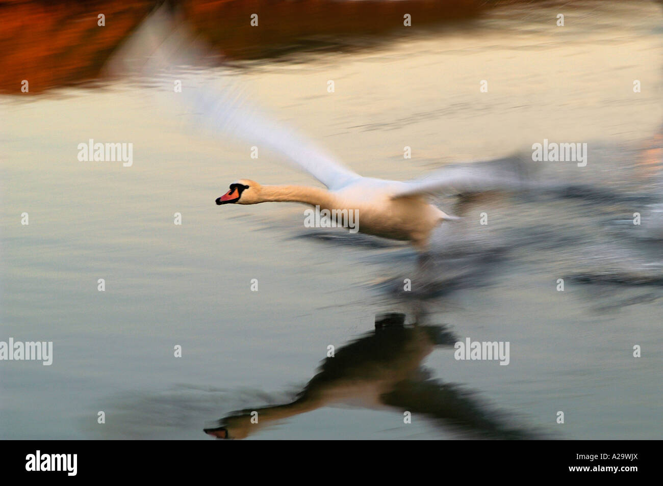 swan flying over water, dynamic Stock Photo - Alamy