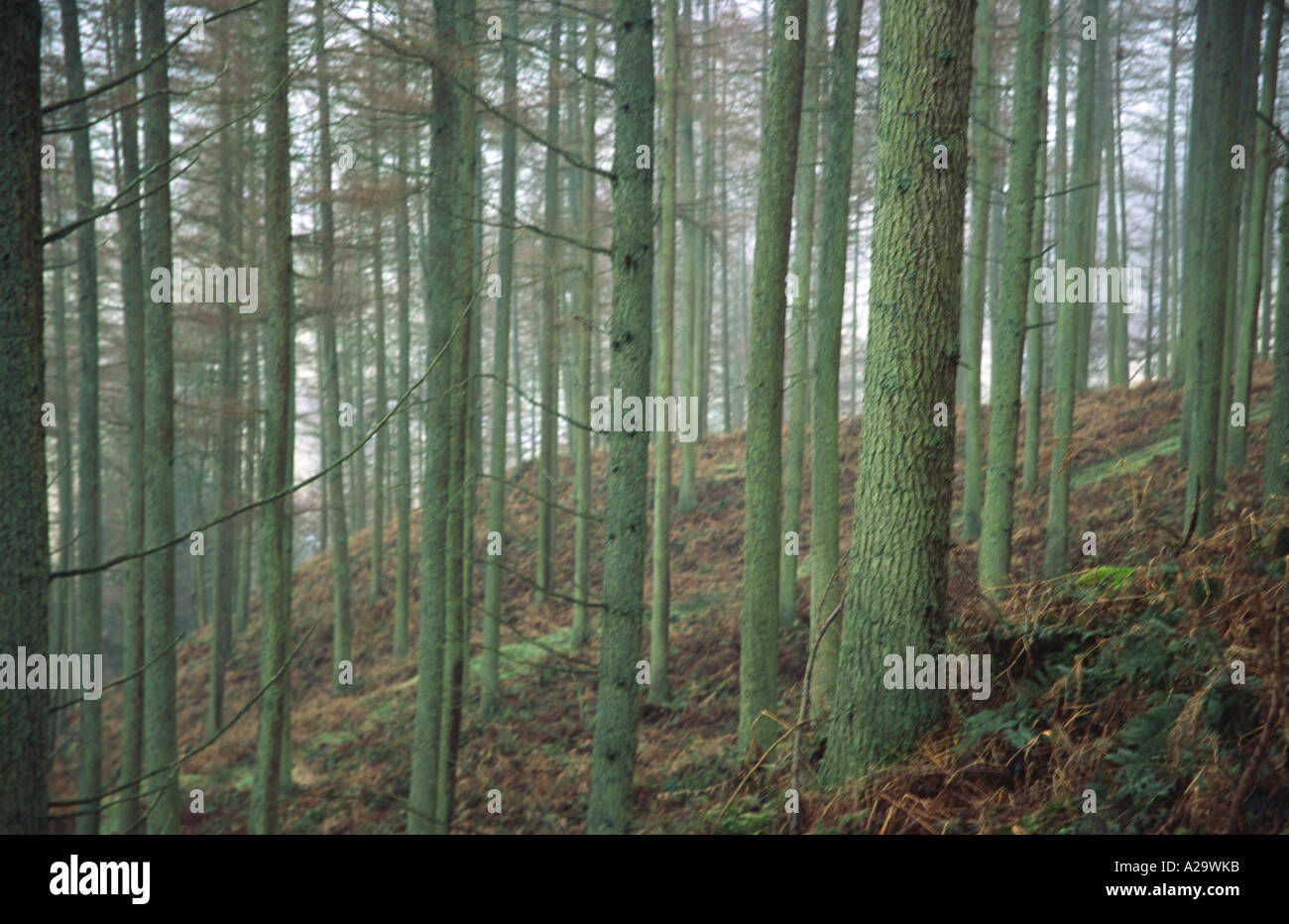 Mabie forest hi-res stock photography and images - Alamy