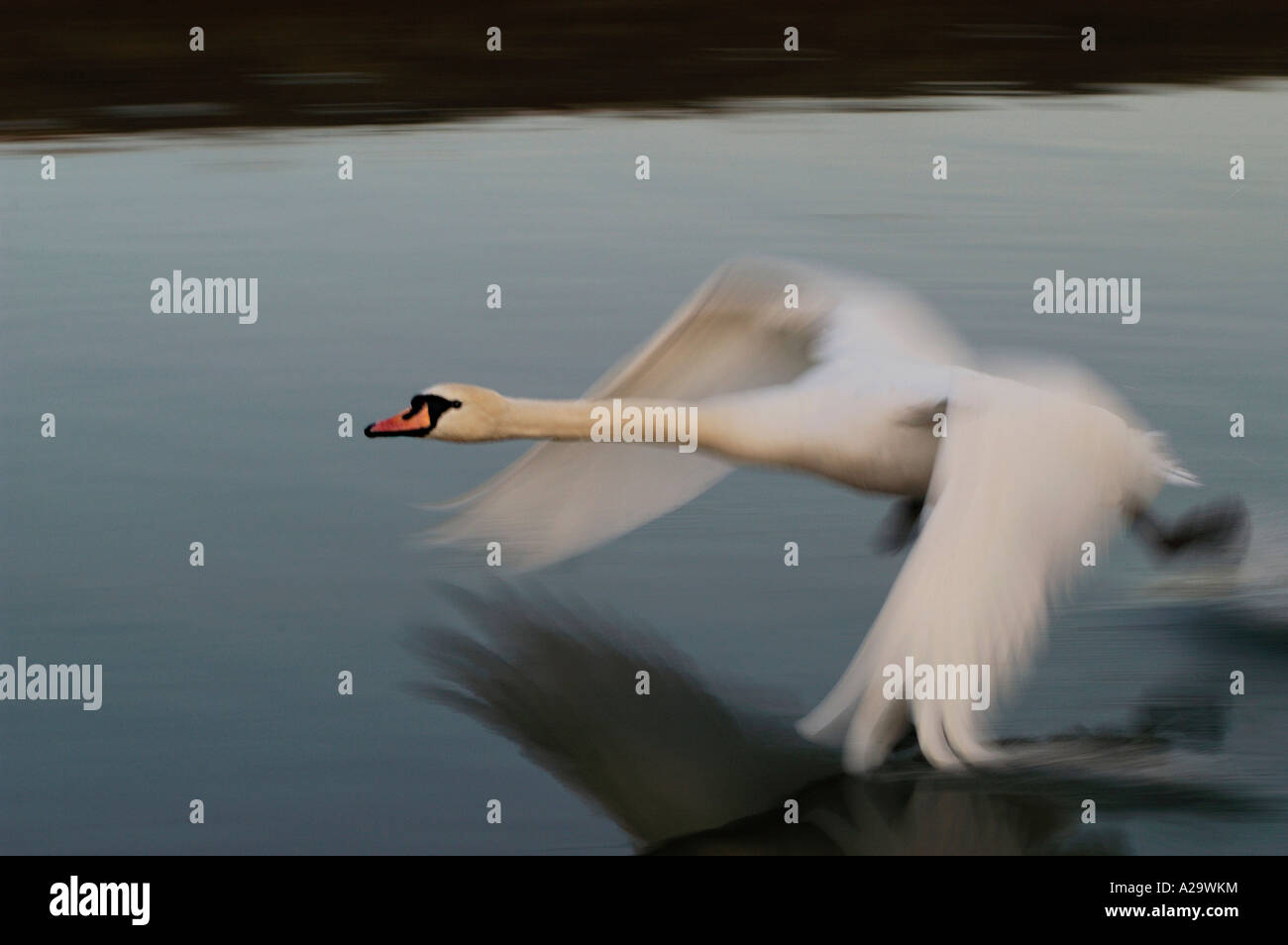 swan flying over water, dynamic Stock Photo - Alamy