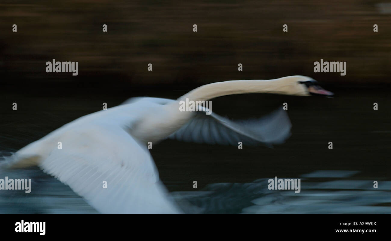 swan flying over water, dynamic Stock Photo - Alamy