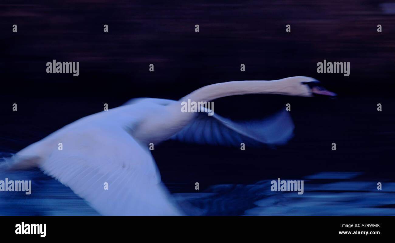 swan flying over water, dynamic Stock Photo - Alamy