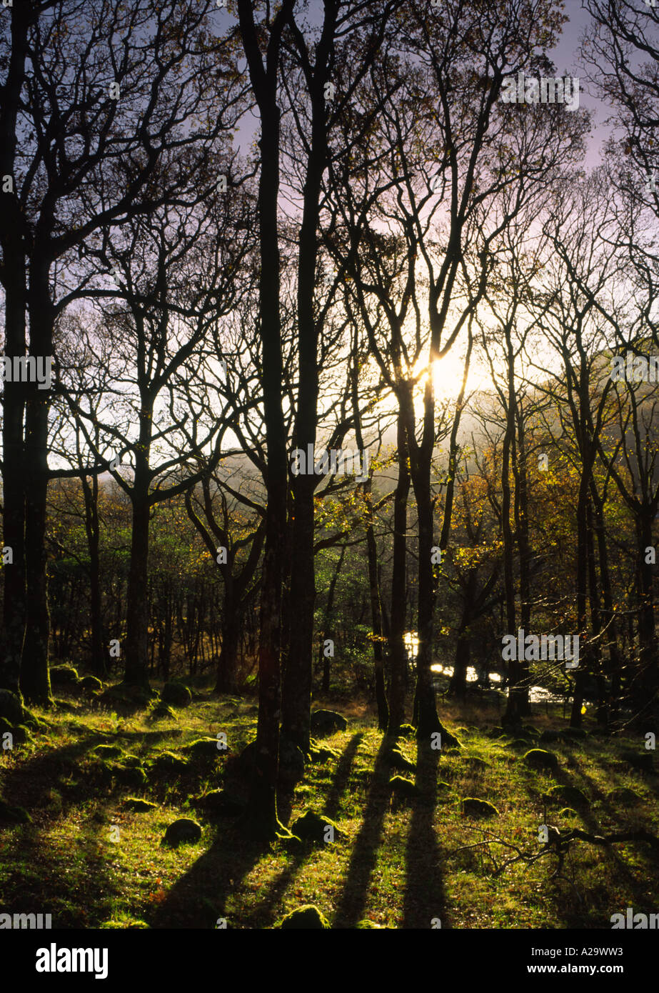 Sun light breaking through trees Stock Photo - Alamy