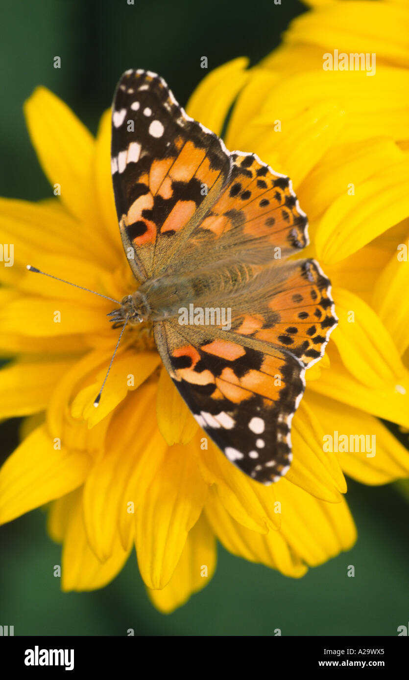 Painted lady butterfly Stock Photo - Alamy