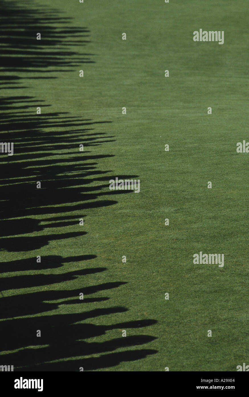 A line of shadows on the grass cast by spectators during a golf ...