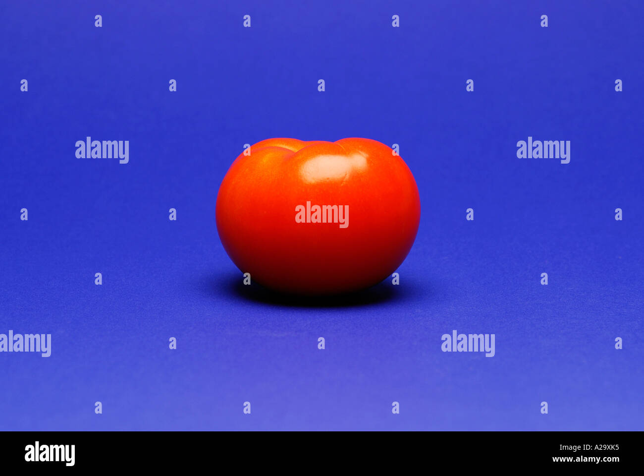 Tomato on blue background Stock Photo - Alamy