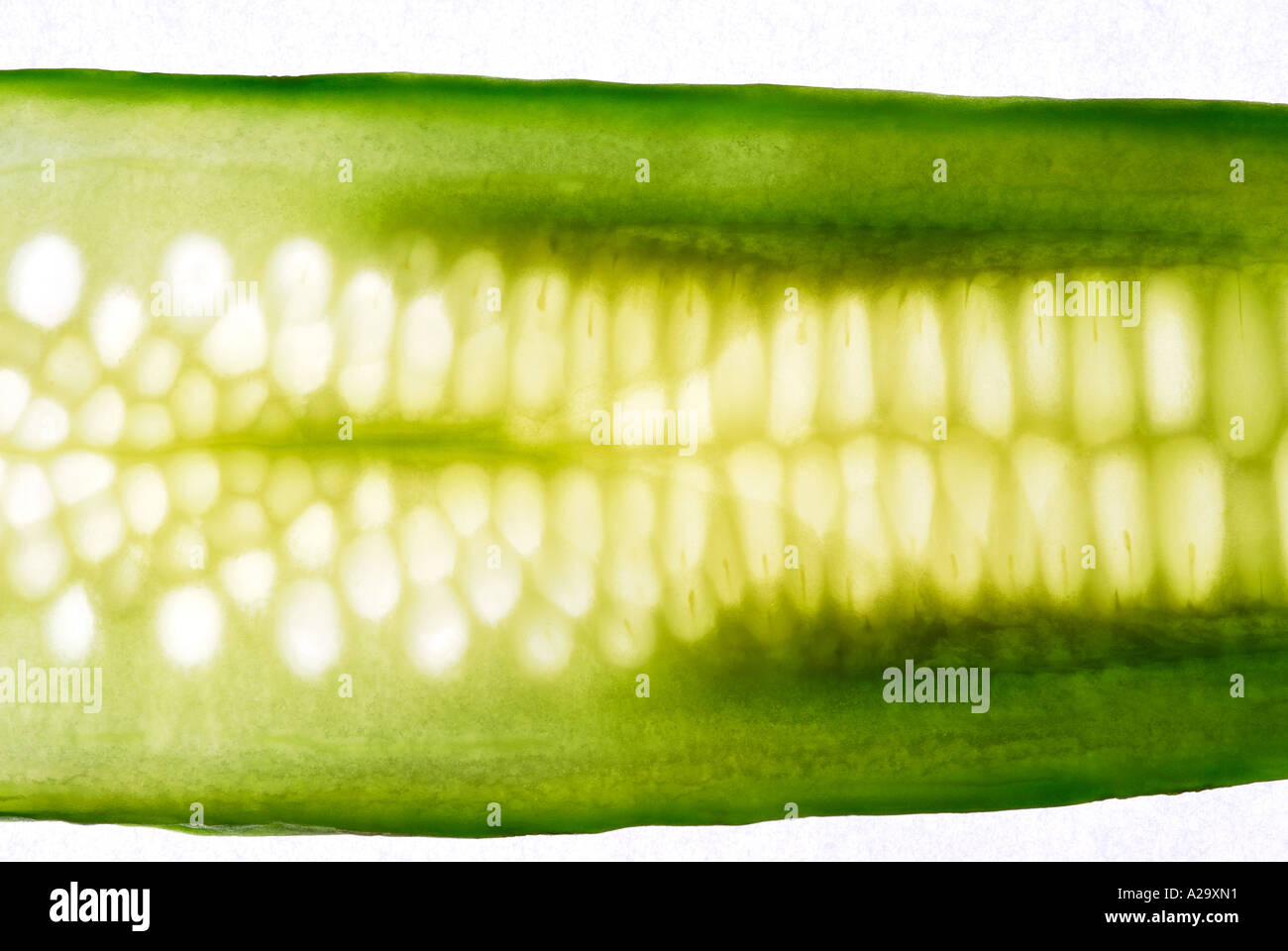 Slice of cucumber, close-up Stock Photo - Alamy