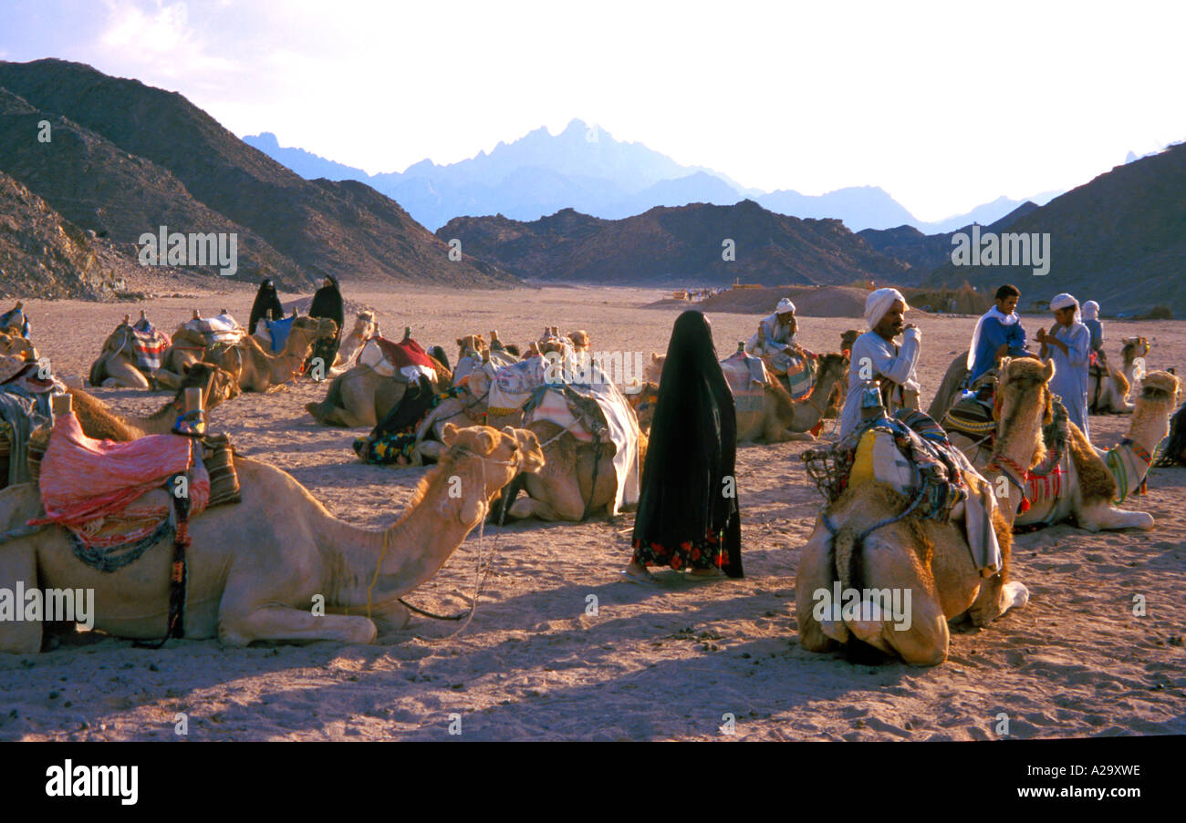 Bedouins on Egyptian desert Stock Photo - Alamy