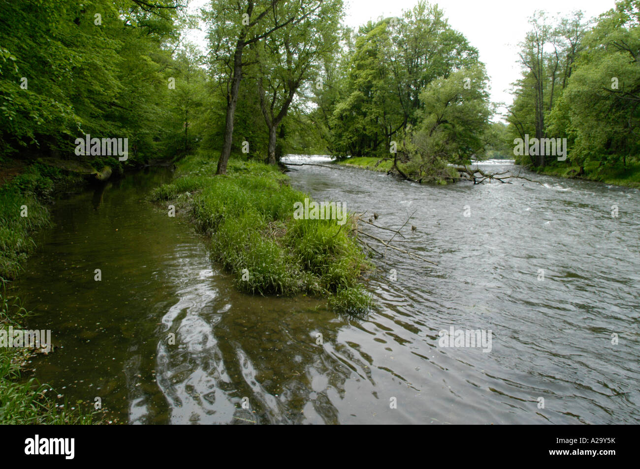 national park Thaya valley, river Thaya, side arm Stock Photo - Alamy