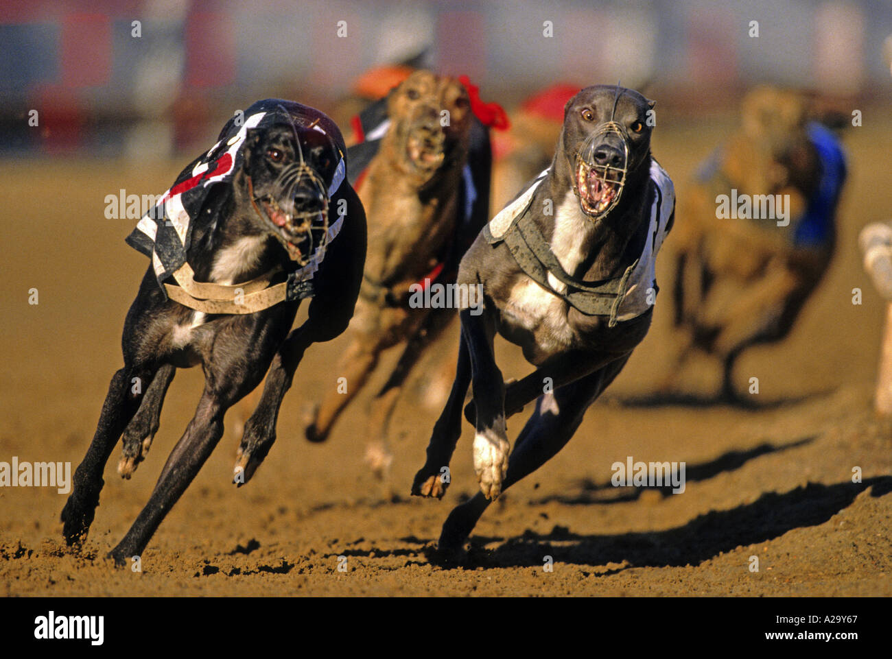 Greyhounds race hi-res stock photography and images - Alamy