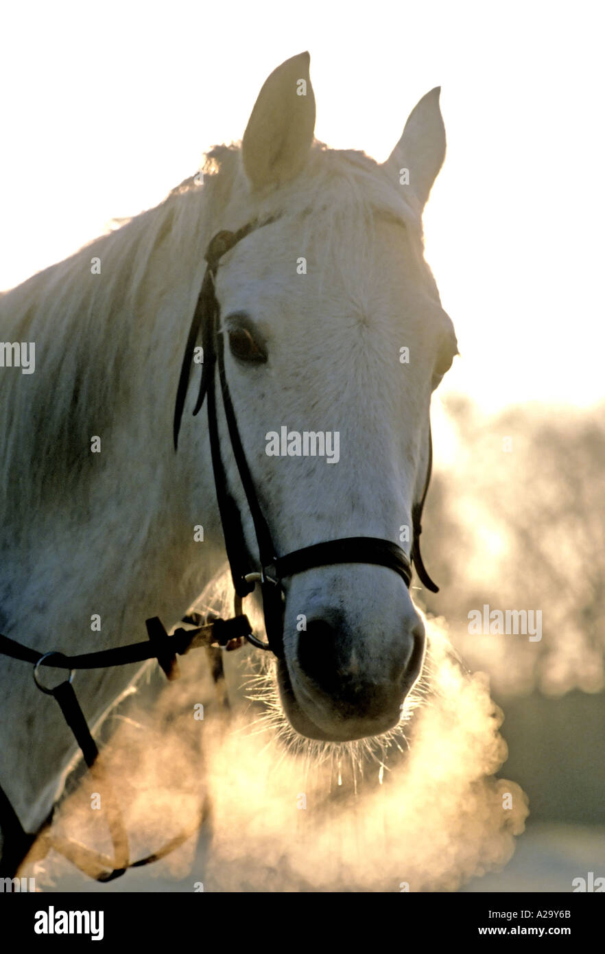 Portrait of a grey horse breath visible in the cold of the early ...