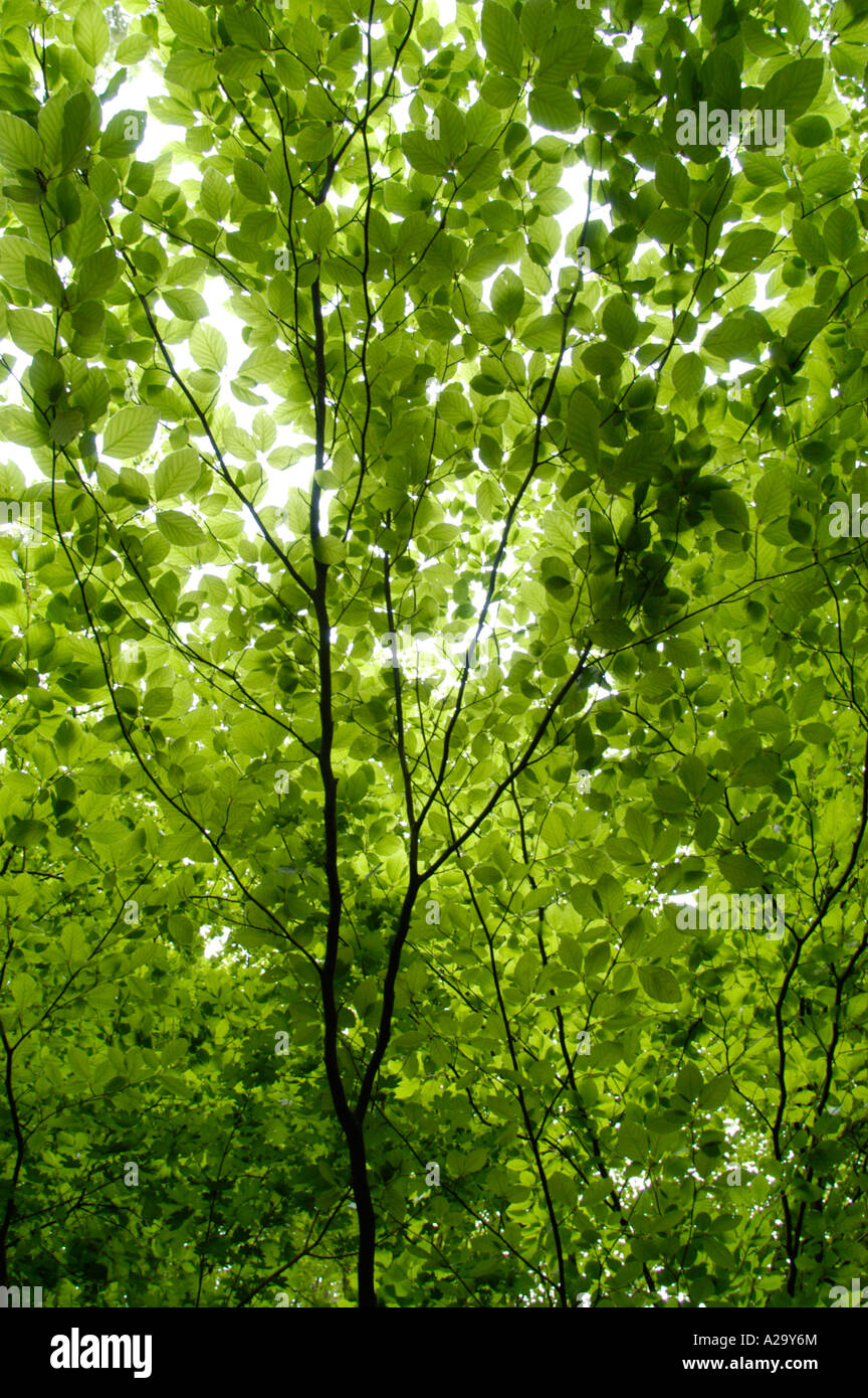 Beech forest leaves hi-res stock photography and images - Alamy