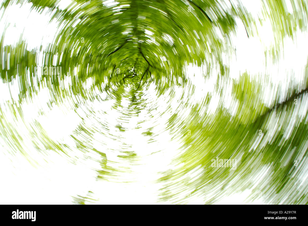 tree impressions, deciduous forest, worms eye view Stock Photo - Alamy