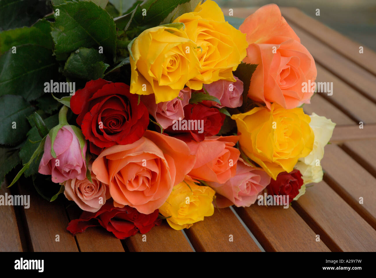 Roses of different colors hi-res stock photography and images - Alamy