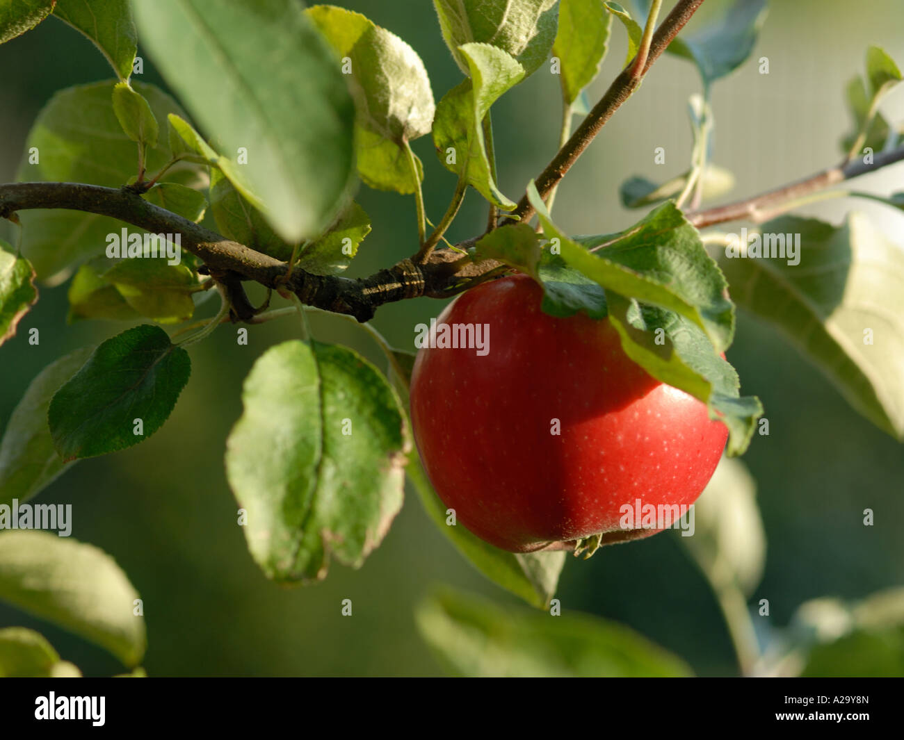 red apple hanging on a apple tree Stock Photo - Alamy