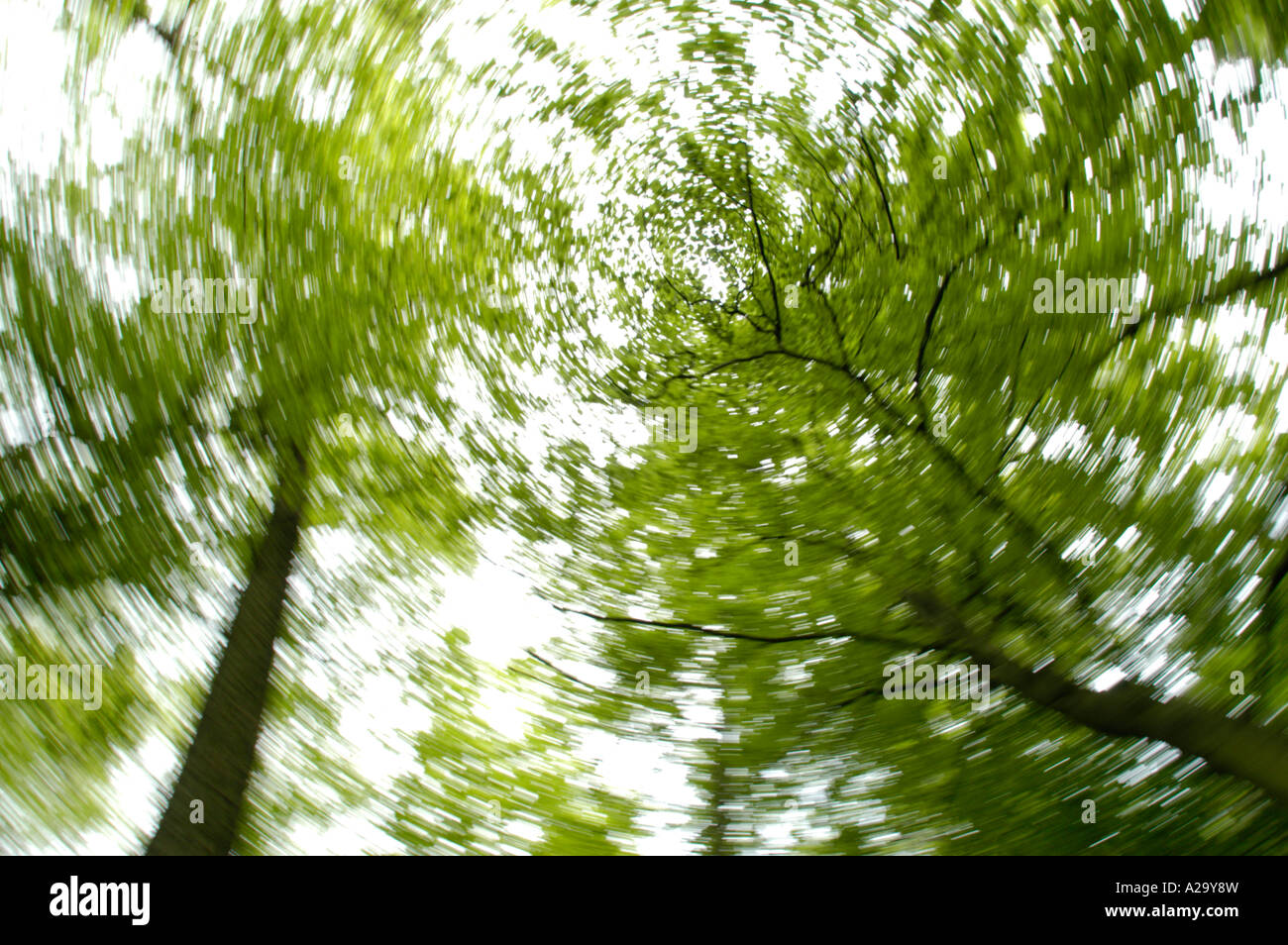 tree impressions, deciduous forest, worms eye view Stock Photo - Alamy