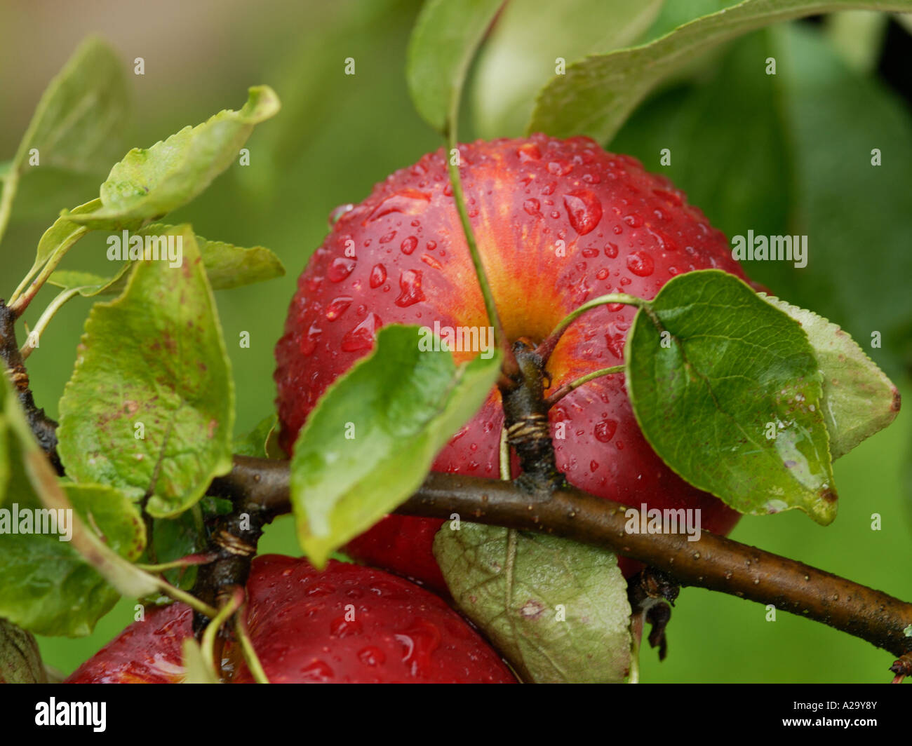 apple on a tree (from above, detail Stock Photo - Alamy