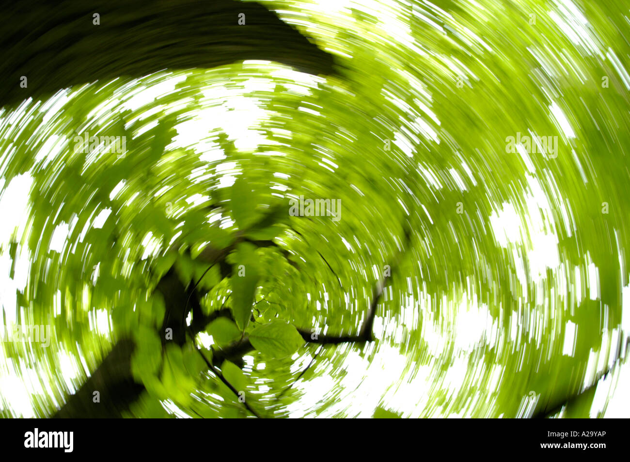 tree impressions, mixed deciduous forest, worms eye view Stock Photo ...