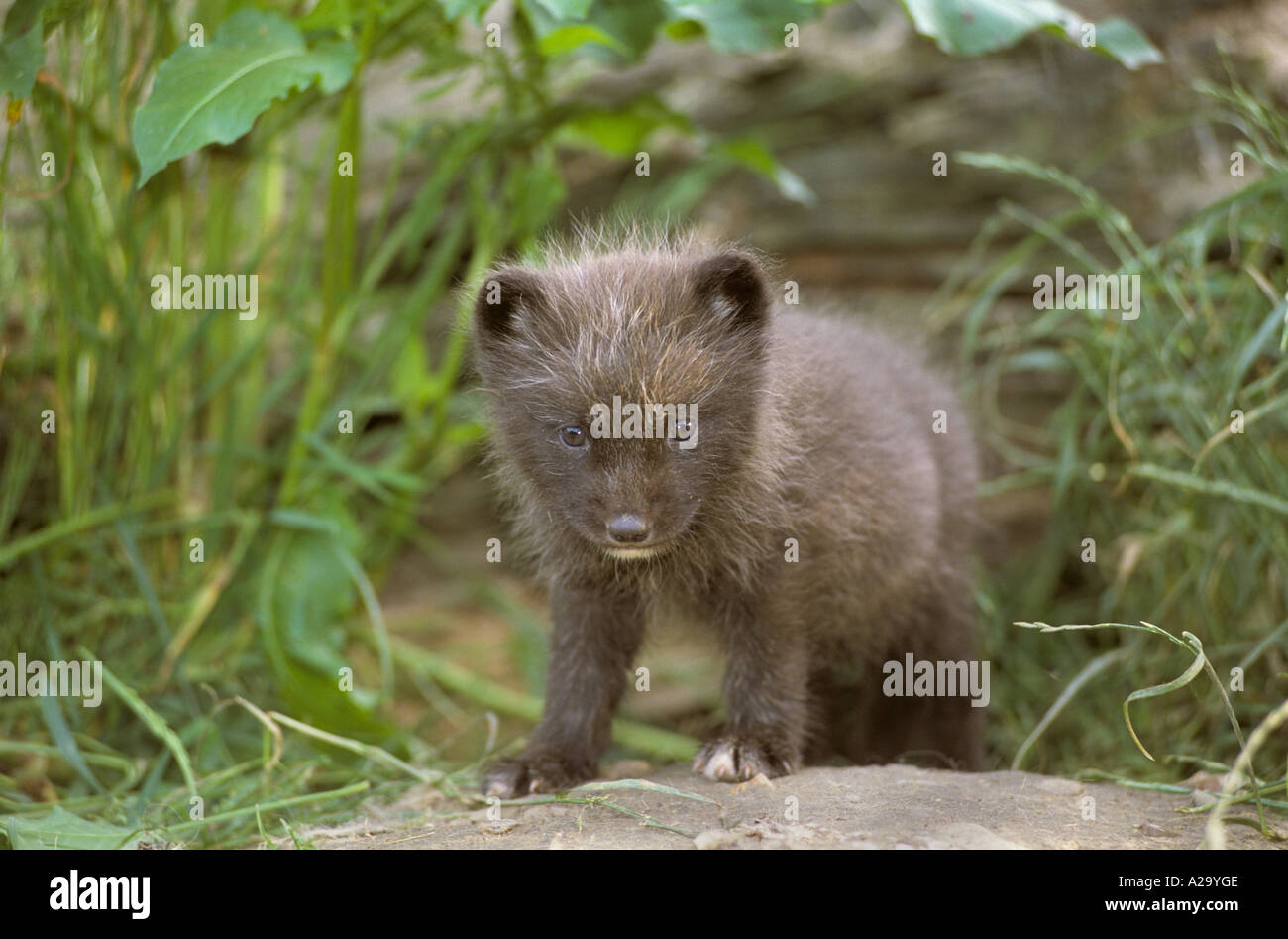 Litter of fox cubs hi-res stock photography and images - Alamy