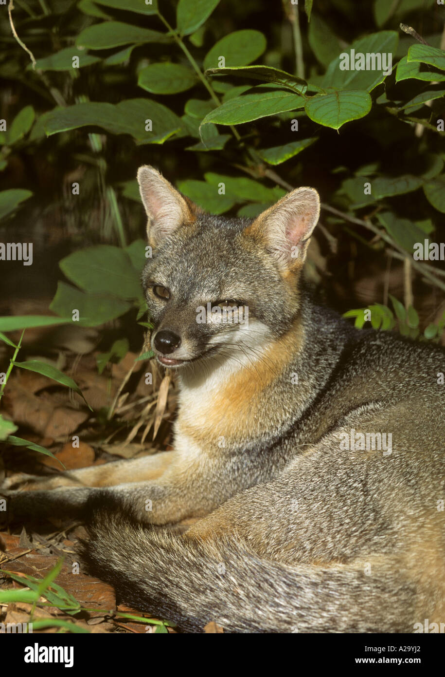 Gray Fox (Urocyon cinereoargenteus fraterculus), Captive Belize Stock ...
