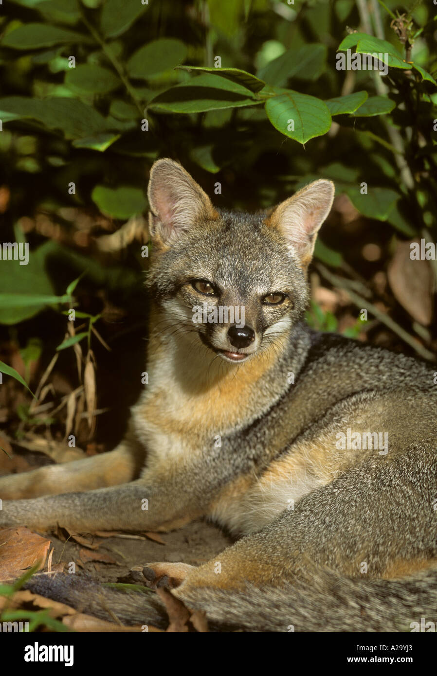 Gray Fox (Urocyon cinereoargenteus fraterculus), Captive Belize Stock ...