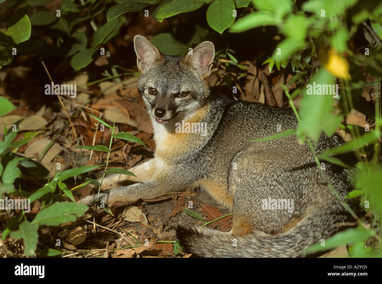 Urocyon Cinereoargenteus