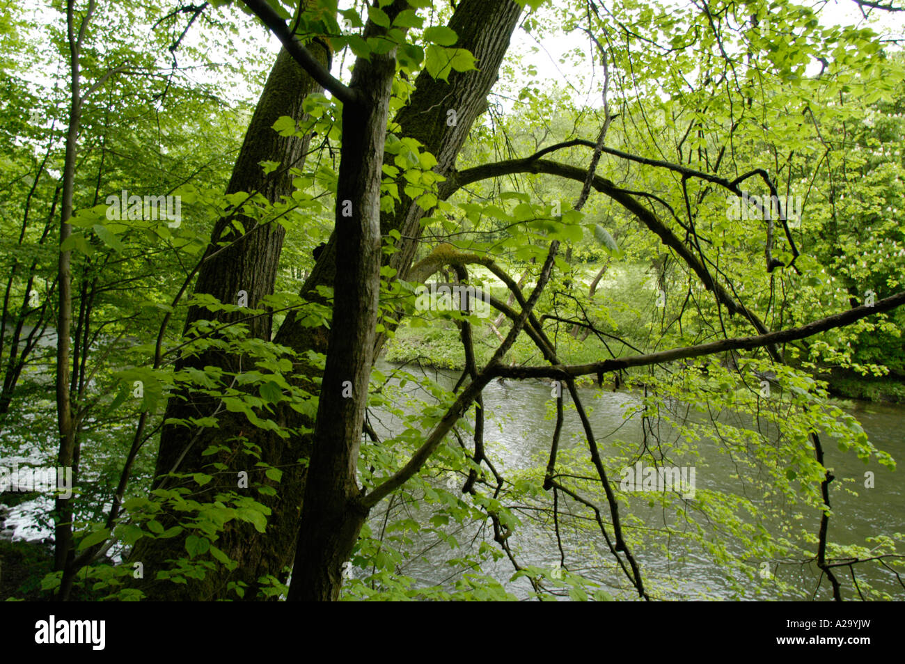 national park Thaya valley, river Thaya Stock Photo - Alamy