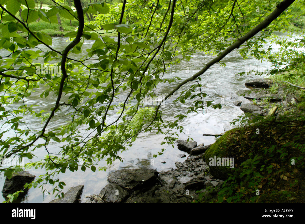 national park Thaya valley, river Thaya Stock Photo - Alamy
