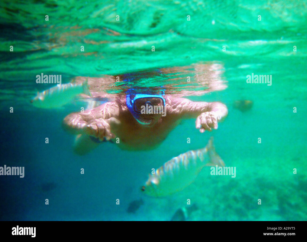 Looking after tropical fish hi-res stock photography and images - Alamy