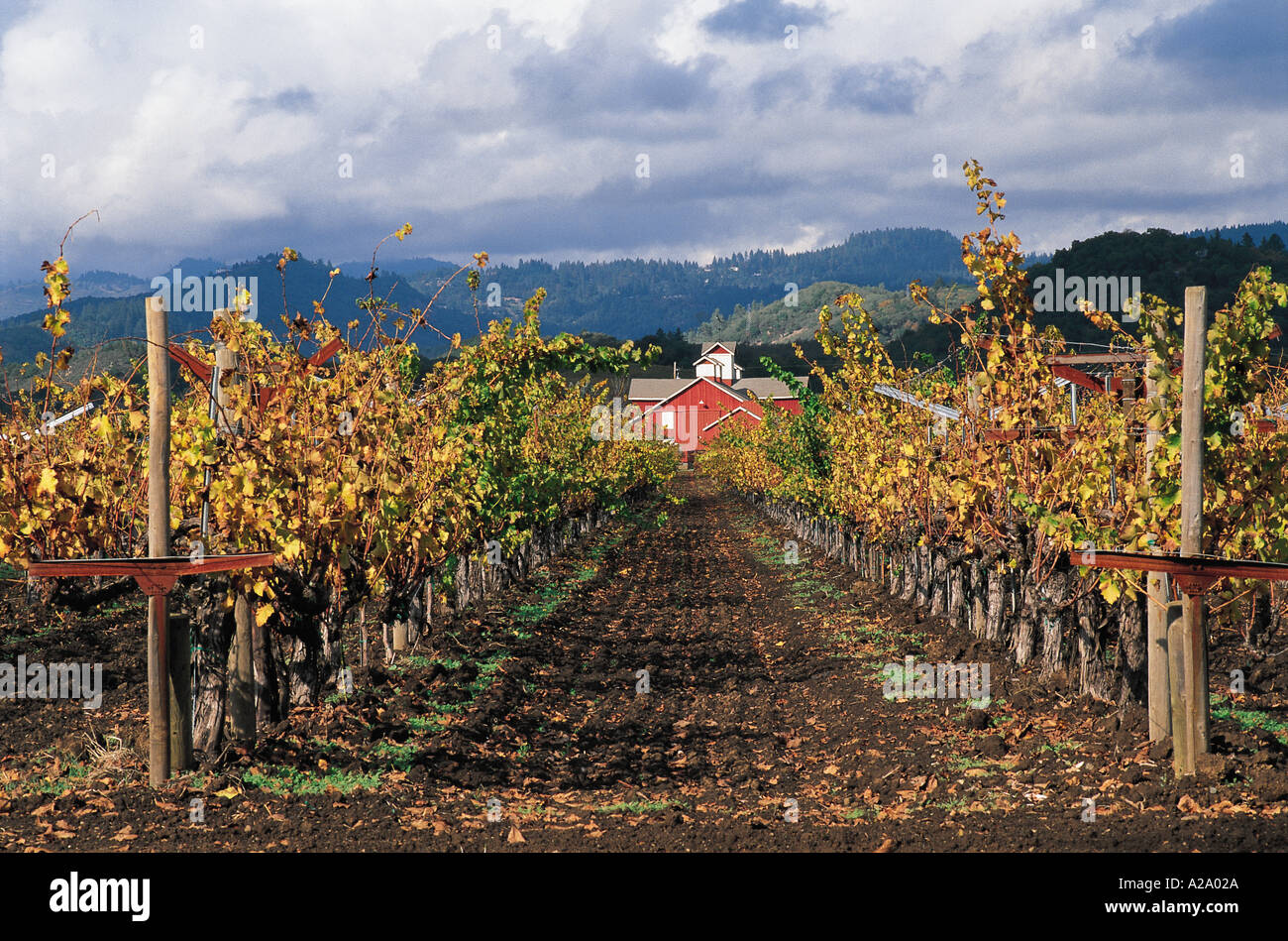 Beringer vineyards hi-res stock photography and images - Alamy