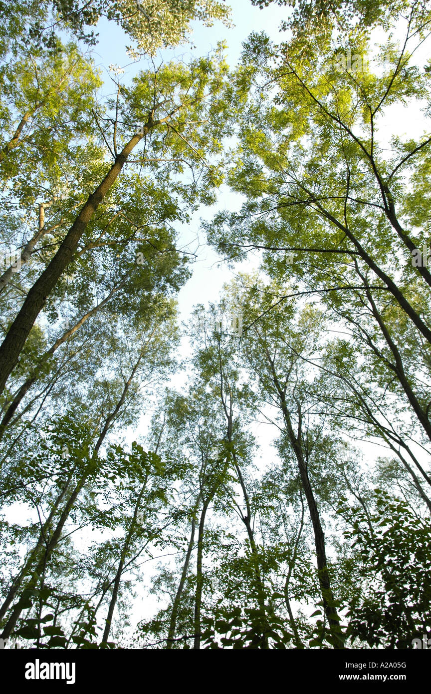 Riverside forest hi-res stock photography and images - Alamy