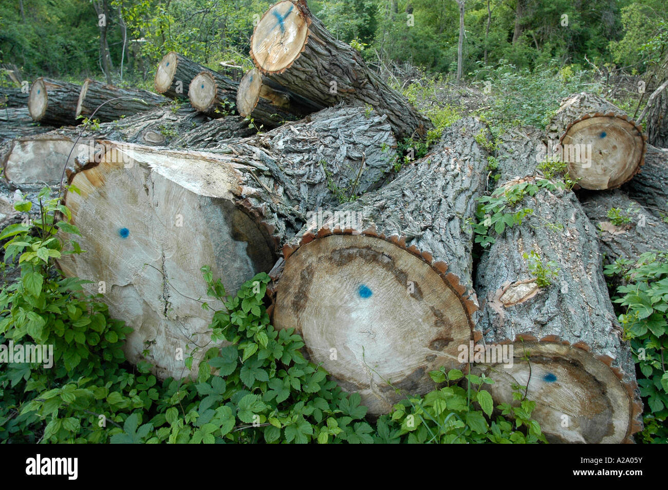 tree logs in the forest Stock Photo - Alamy