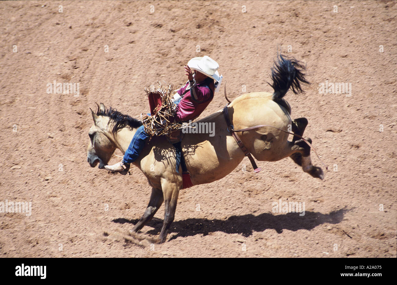 Ceremonial animals hi-res stock photography and images - Alamy