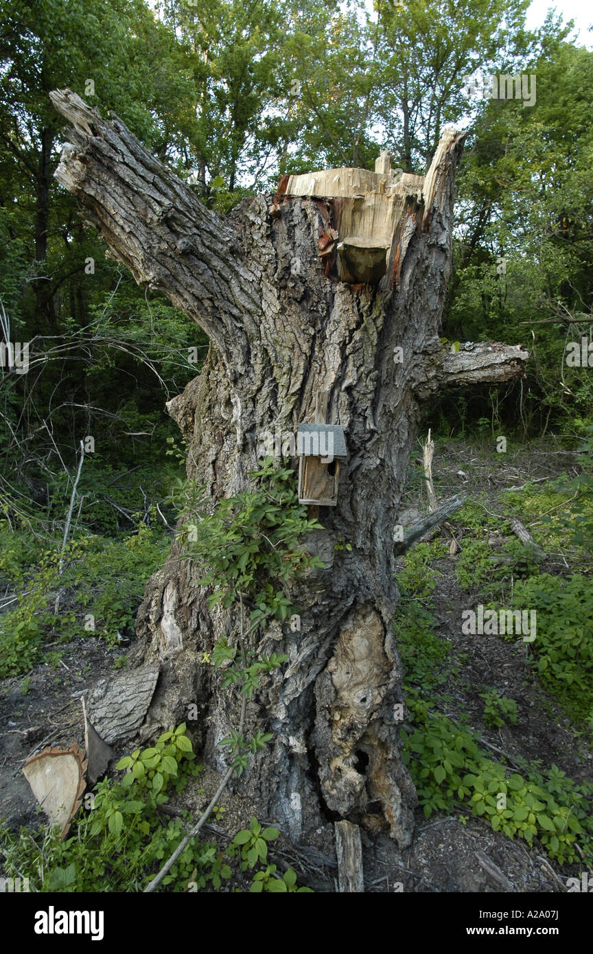 riverside forest, old tree log with birdhouse Stock Photo - Alamy