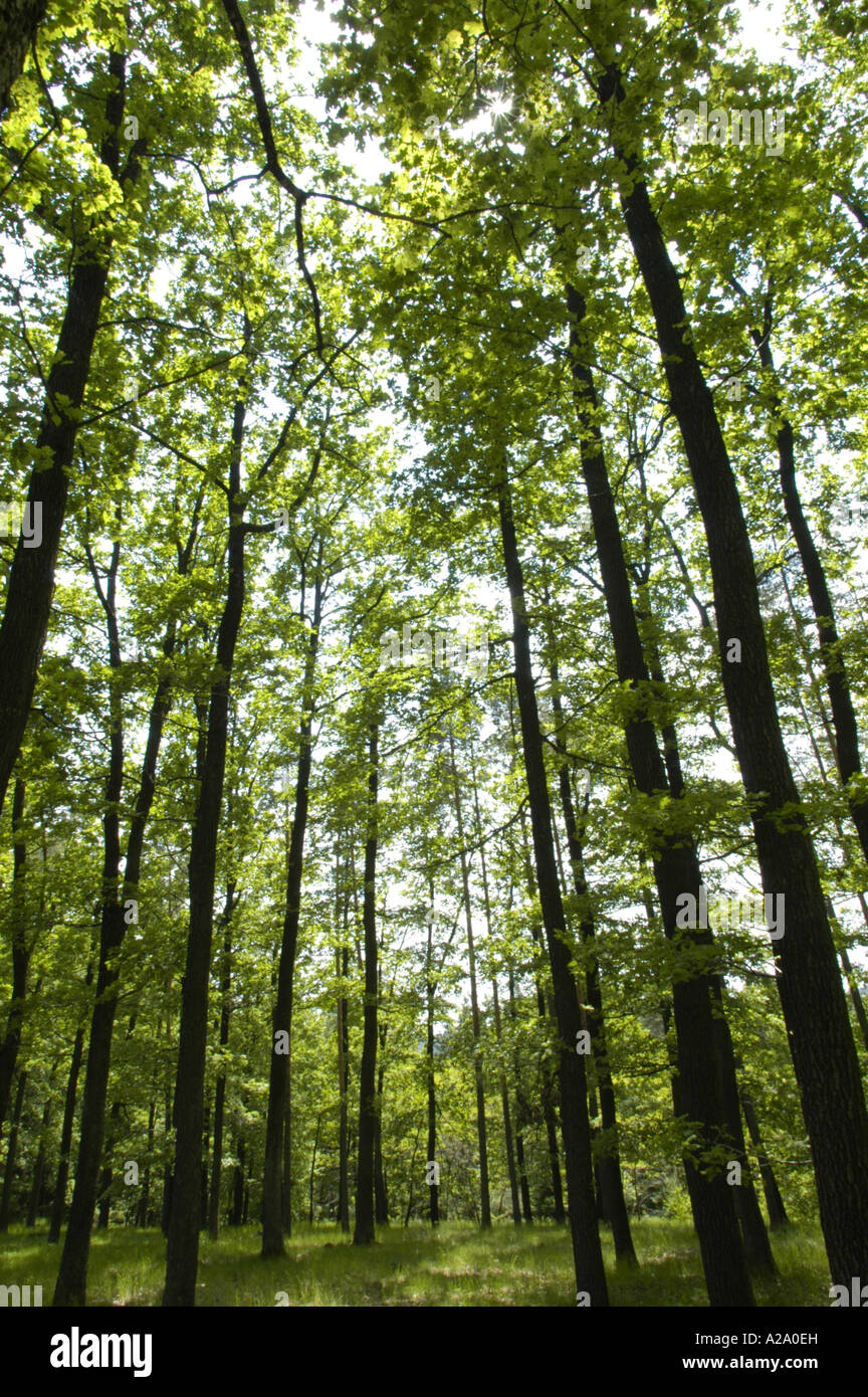 tree impressions, mixed oak forest Stock Photo - Alamy