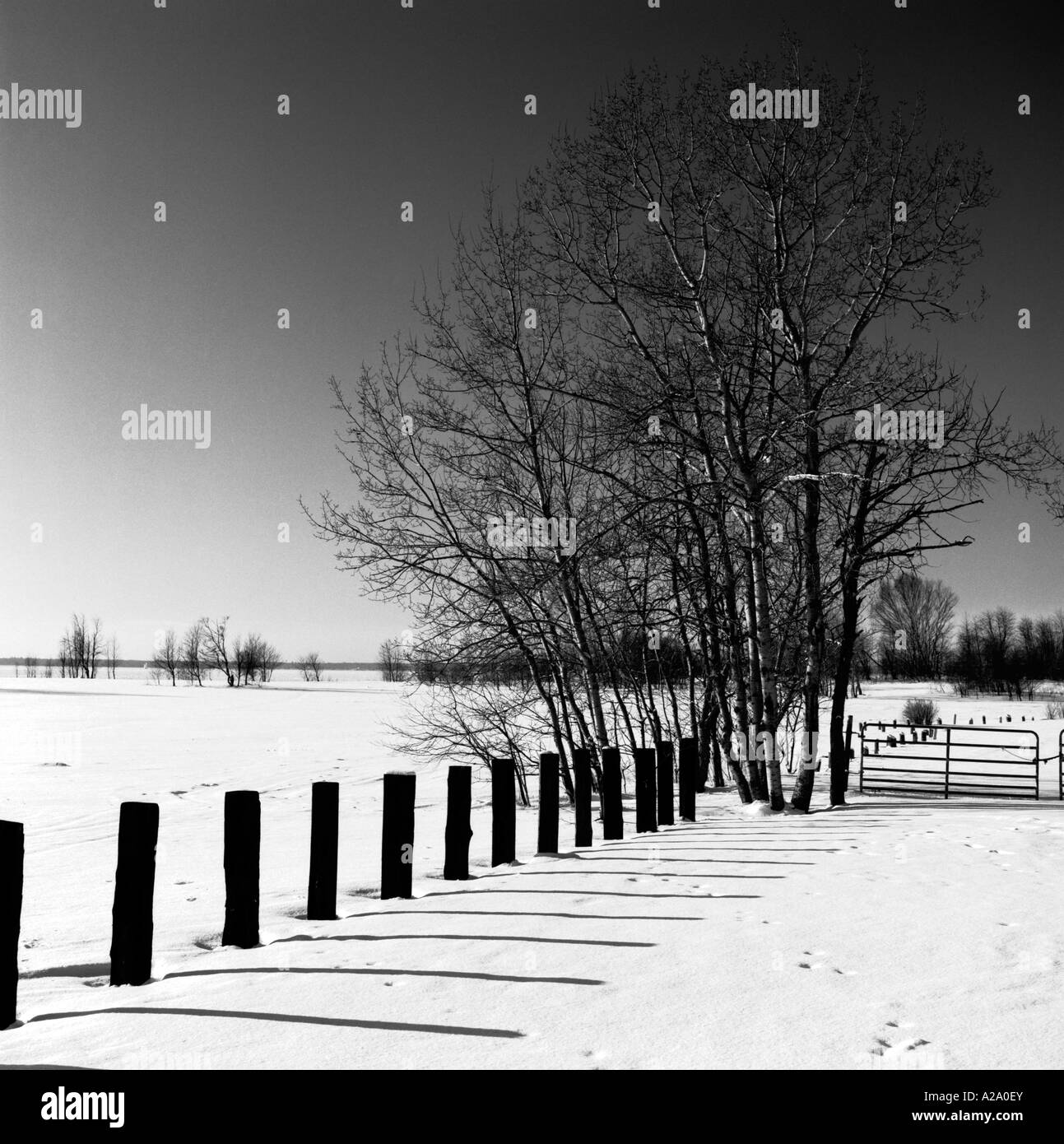 Us canada border forest hi-res stock photography and images - Alamy