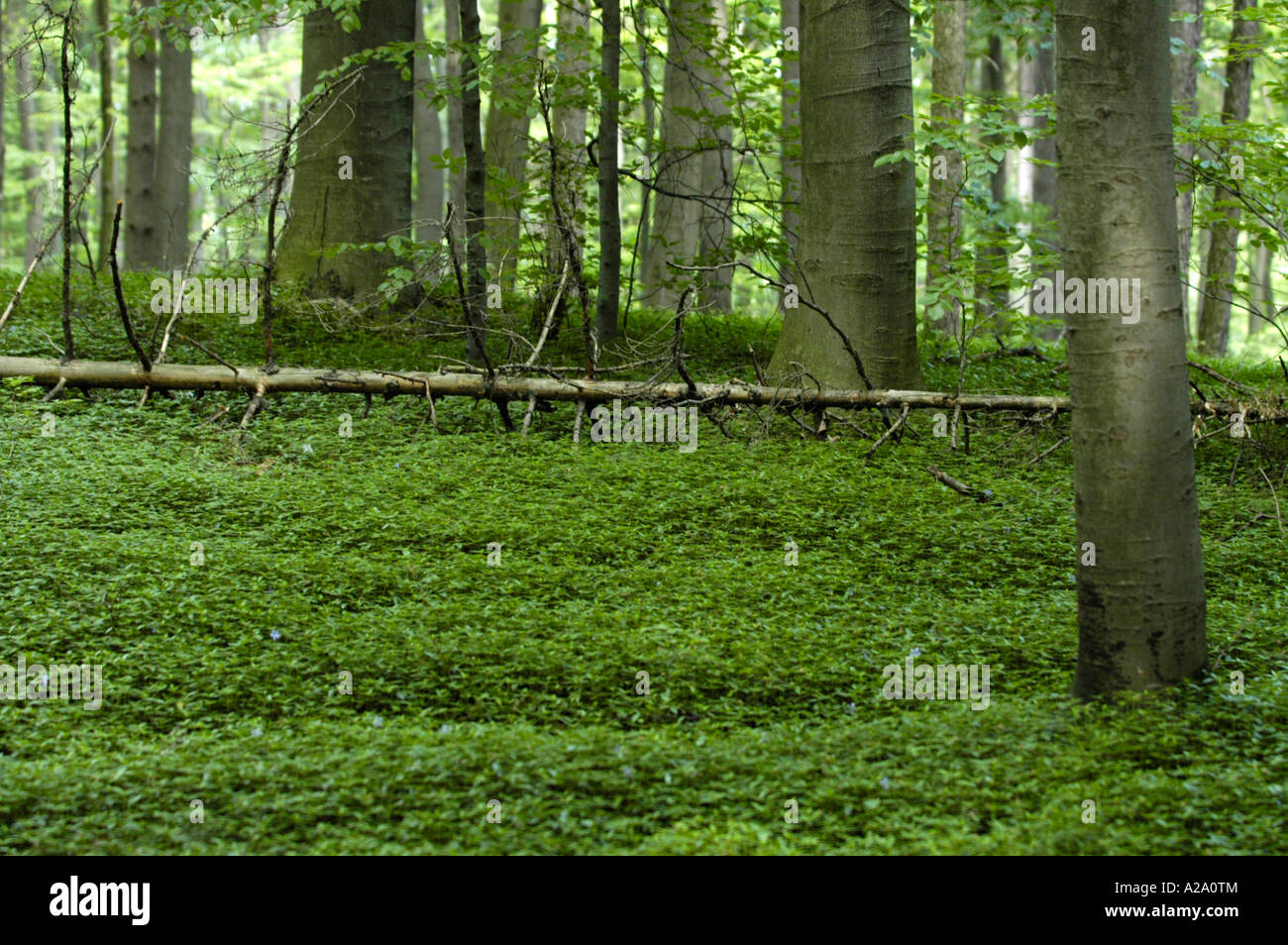 Impressions in the beech forest hi-res stock photography and images - Alamy
