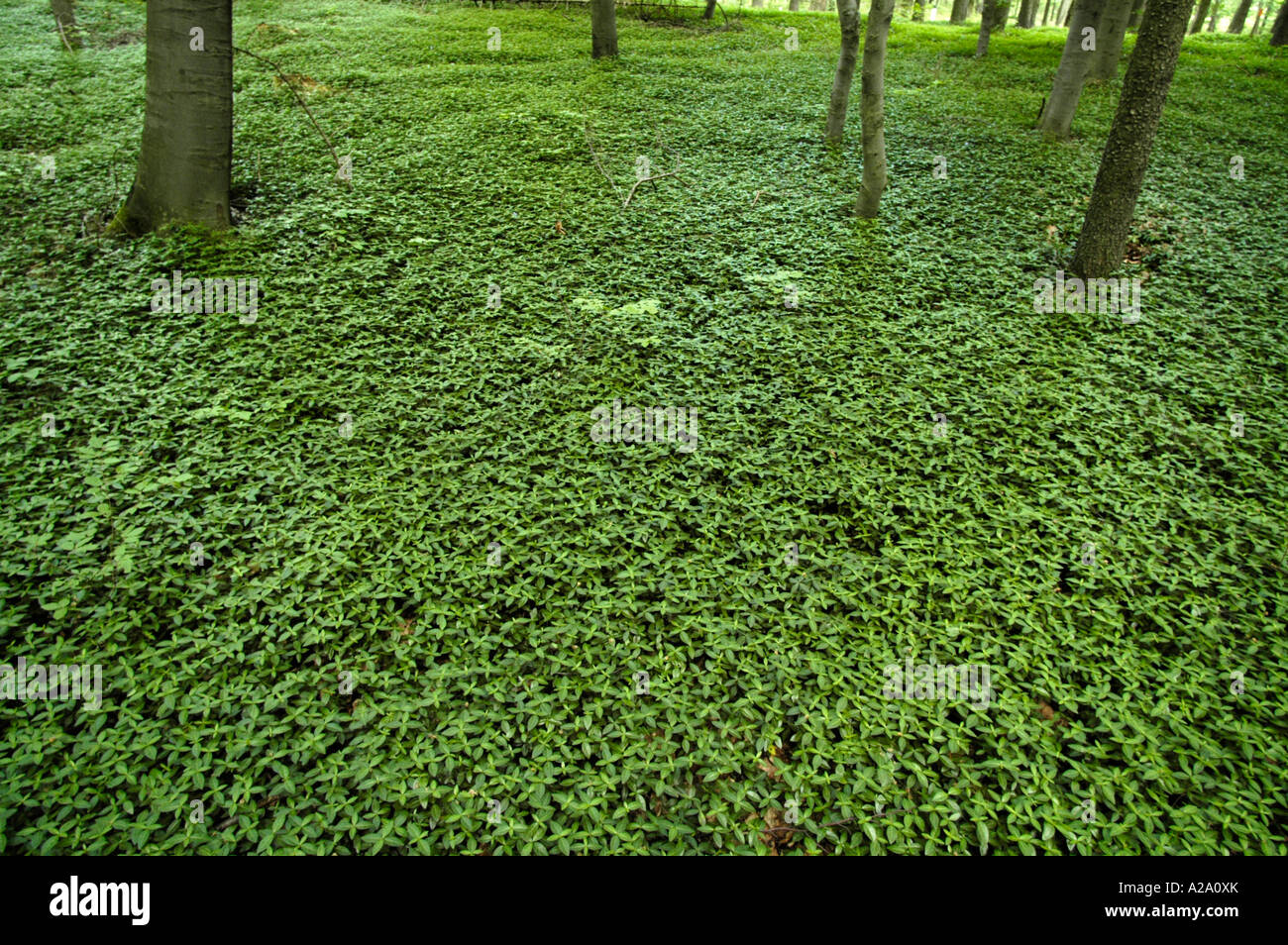 Impressions in the beech forest hi-res stock photography and images - Alamy