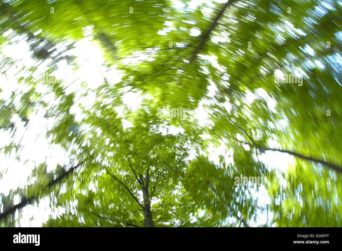 Impressions in the beech forest hi-res stock photography and images - Alamy