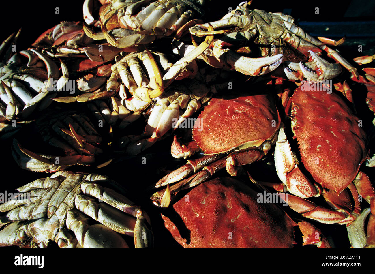 Crustaceans on the wharf hi-res stock photography and images - Alamy