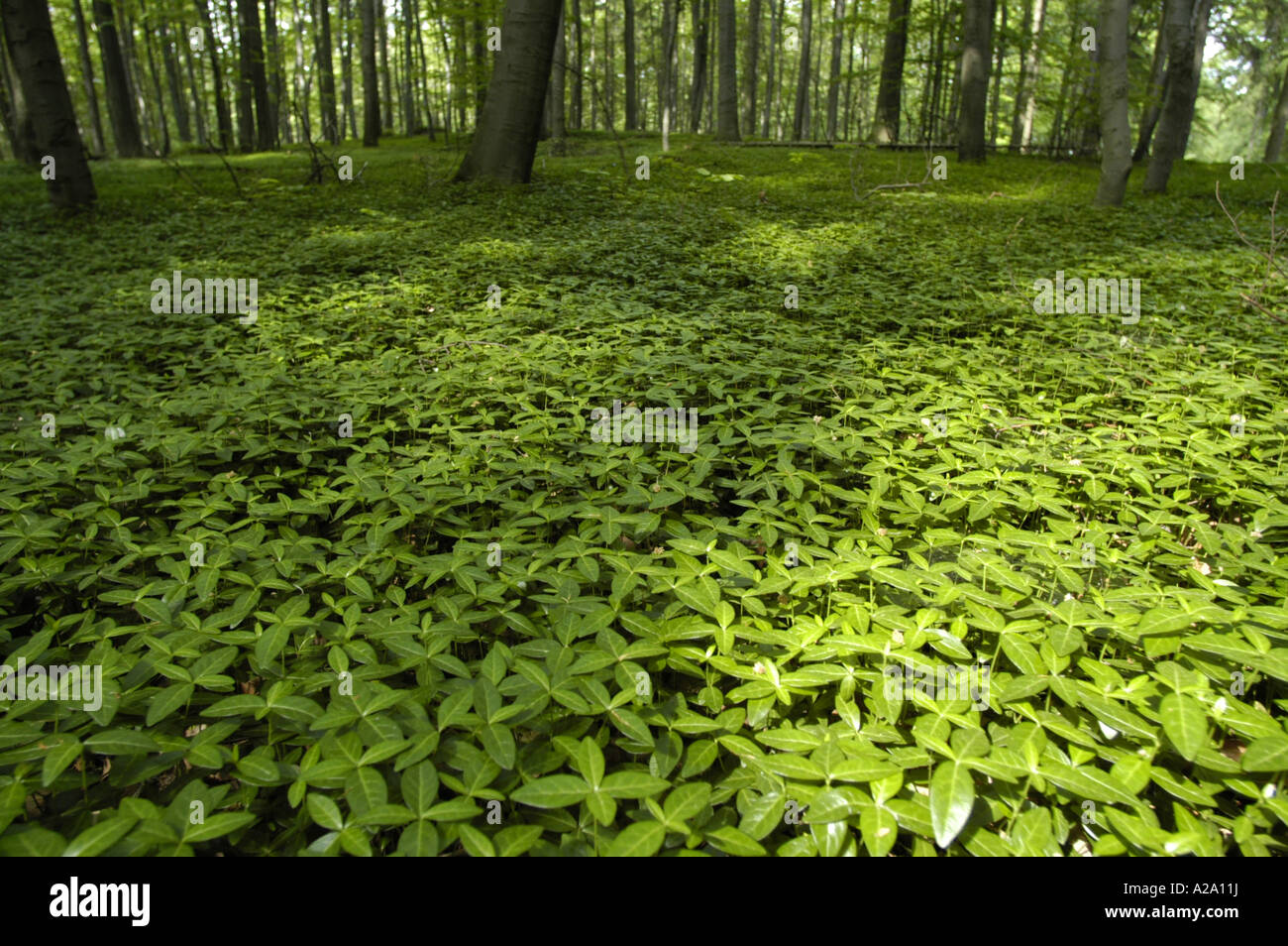 Impressions in the beech forest hi-res stock photography and images - Alamy