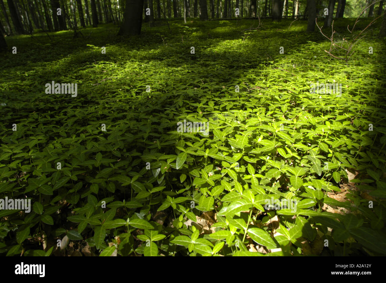 Impressions in the beech forest hi-res stock photography and images - Alamy